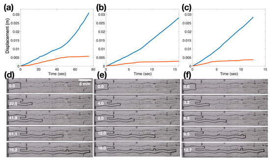 Interfacial Dynamics in Dual Channels: Inspired by Cuttlebone