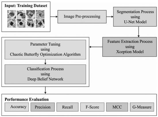 Mitotic Nuclei Segmentation and Classification Using Chaotic Butterfly Optimization Algorithm ...