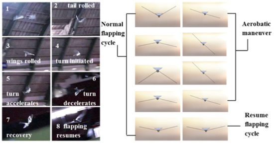 Biomimetics | Free Full-Text | A Retrospective of Project Robo Raven ...
