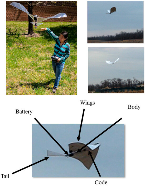 Biomimetics | Free Full-Text | A Retrospective of Project Robo Raven ...