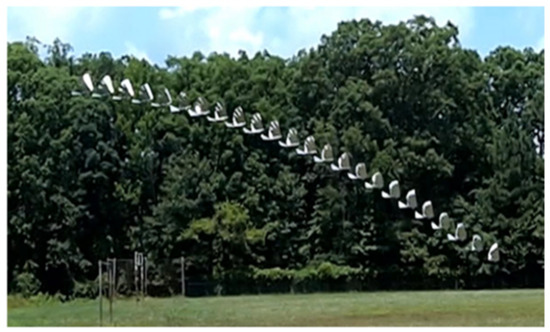 Biomimetics | Free Full-Text | A Retrospective of Project Robo Raven ...