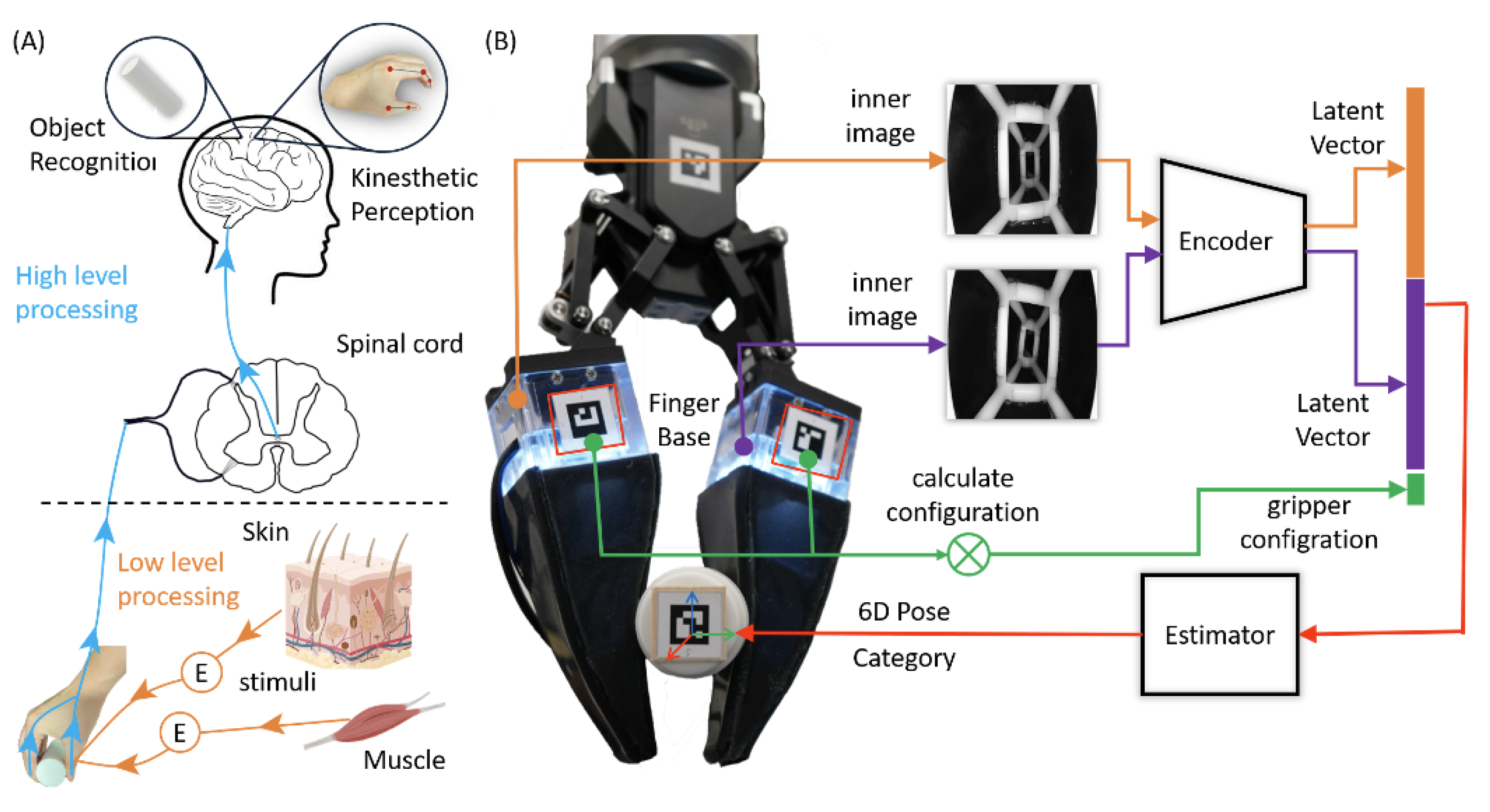 Bio-Inspired Proprioceptive Touch of a Soft Finger with Inner-Finger Kinesthetic Perception