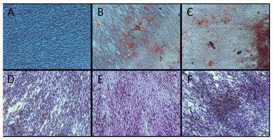 Cytotoxicity, Differentiation, and Biocompatibility of Root-End Filling ...