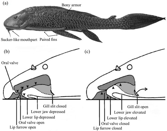 Adhesion Behavior in Fish: From Structures to Applications