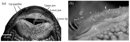Adhesion Behavior in Fish: From Structures to Applications