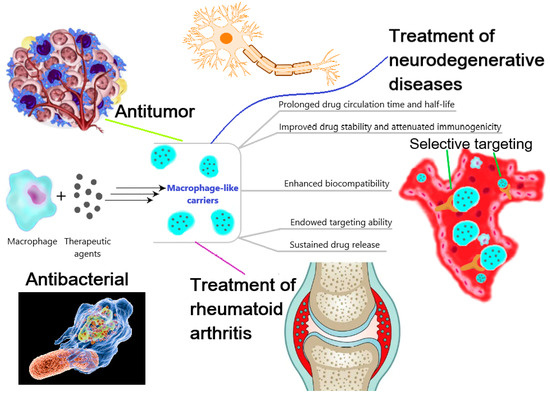 Biomimetics | Free Full-Text | Biomimetic Systems Involving Macrophages and Their Potential for ...
