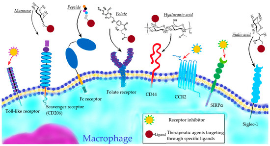 Biomimetics | Free Full-Text | Biomimetic Systems Involving Macrophages and Their Potential for ...