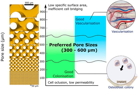 Development of Bioactive Scaffolds for Orthopedic Applications by ...