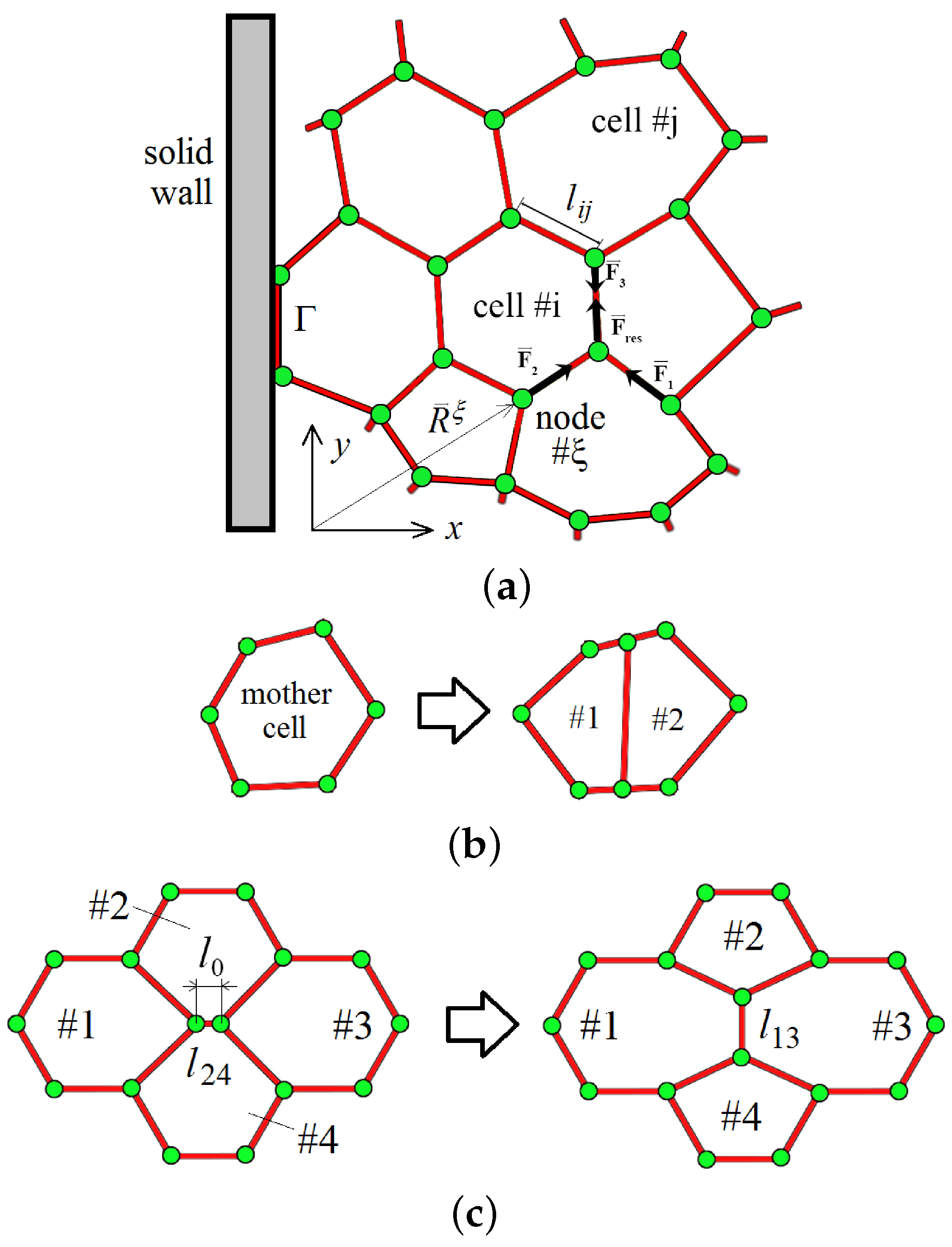 Cell-Based Modeling of Tissue Developing in the Scaffold Pores of ...
