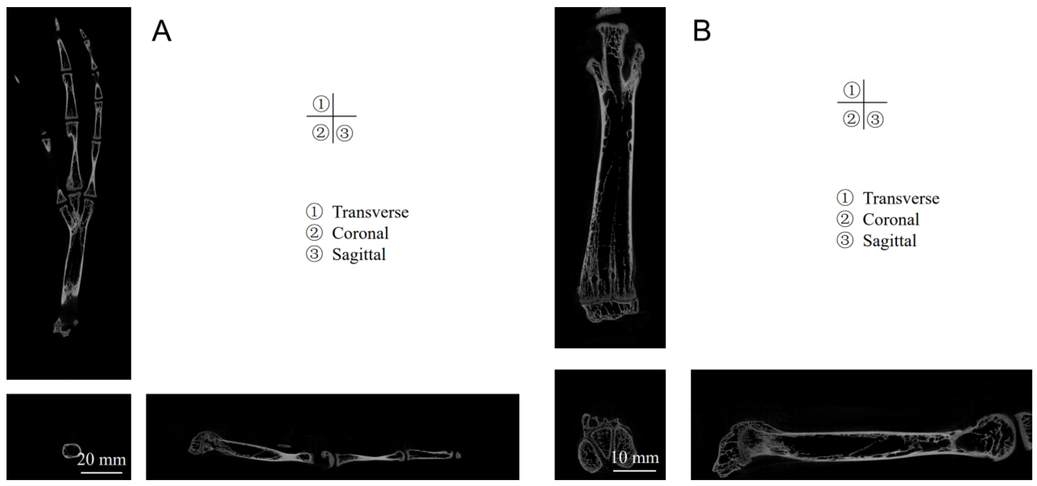 From the Analysis of Anatomy and Locomotor Function of Biological Foot ...