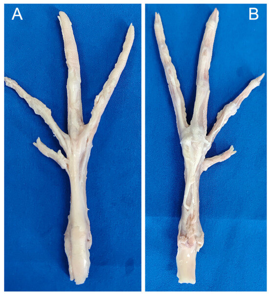 From the Analysis of Anatomy and Locomotor Function of Biological Foot ...