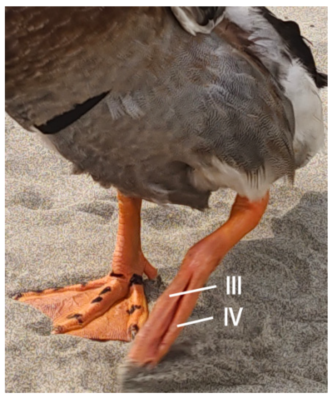 From the Analysis of Anatomy and Locomotor Function of Biological Foot ...