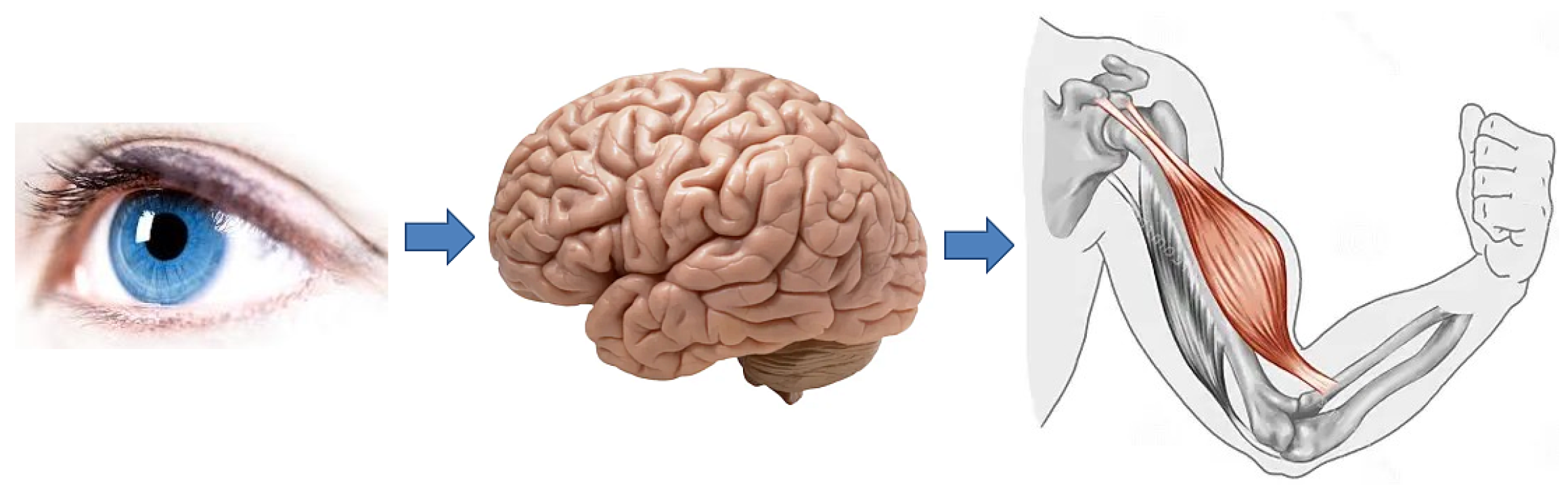 Biomimetic Random Pulse Computation or Why Do Humans Play Basketball ...