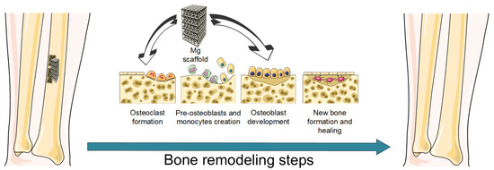 Bone Regeneration Induced by Patient-Adapted Mg Alloy-Based Scaffolds ...