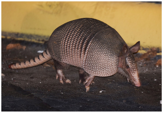 Giant Armadillo Optimization: A New Bio-Inspired Metaheuristic ...