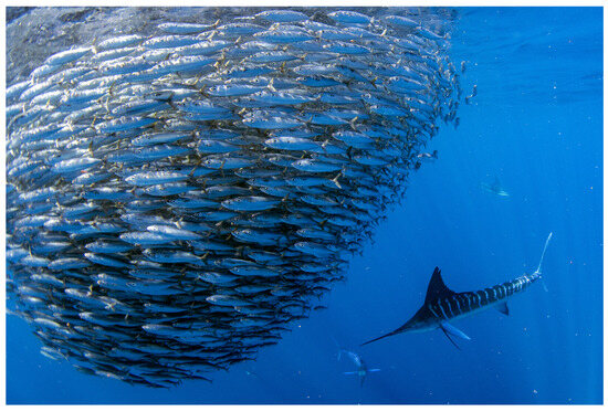 Intelligent Fish-Inspired Foraging of Swarm Robots with Sub-Group ...