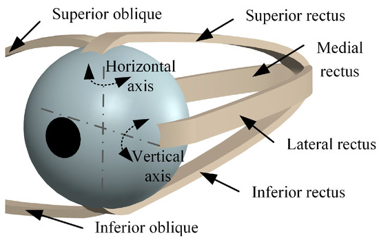 The Design and Control of a Biomimetic Binocular Cooperative Perception ...