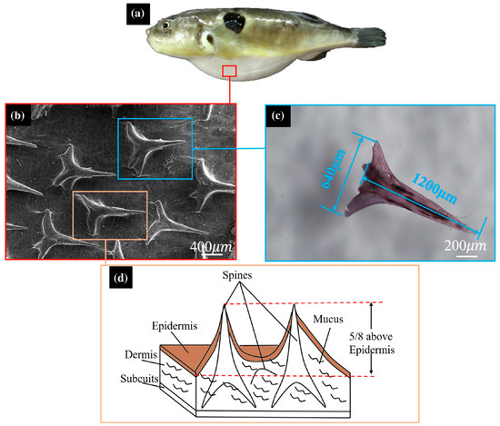 Review of Computational Fluid Dynamics Analysis in Biomimetic ...
