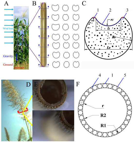 Comparative Analysis of Macro/Microstructures and Constituents of ...