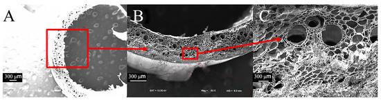 Comparative Analysis of Macro/Microstructures and Constituents of ...