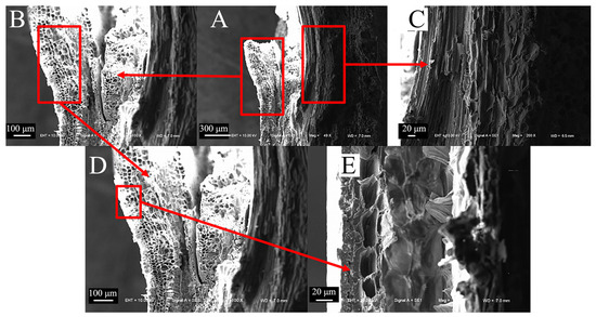 Comparative Analysis of Macro/Microstructures and Constituents of ...