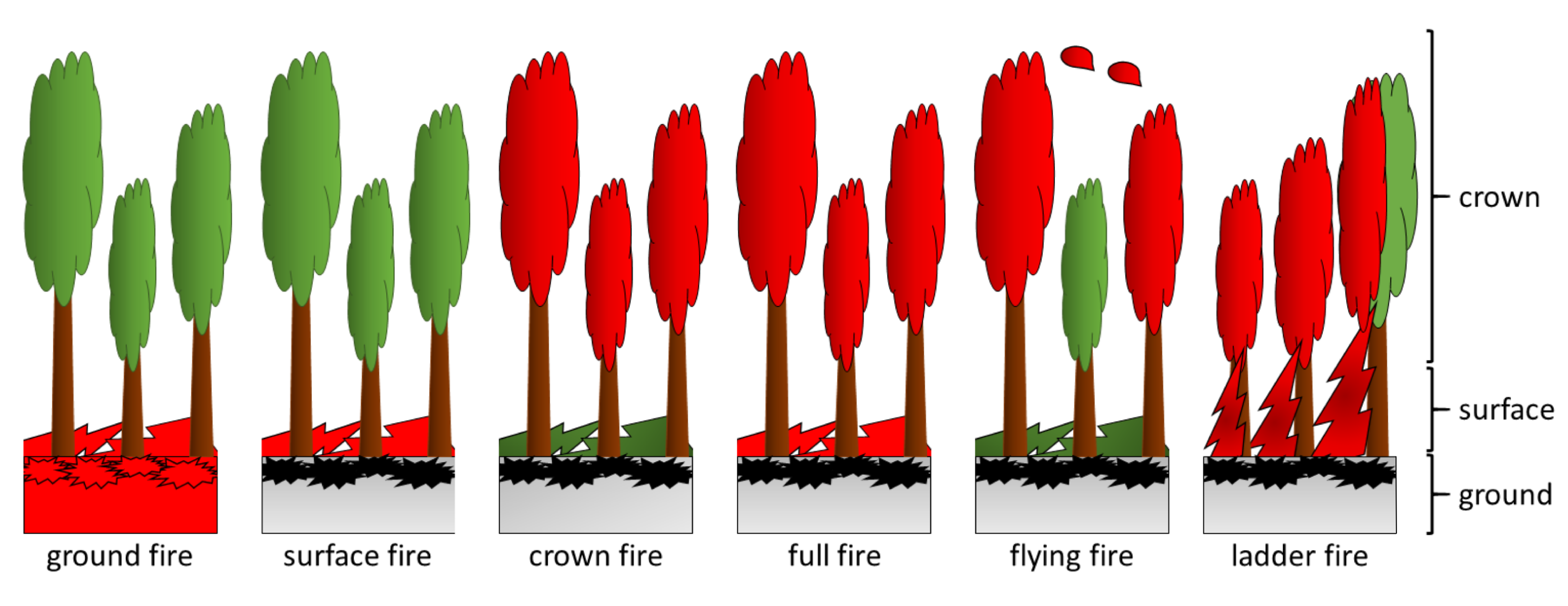 Biomimetics | Free Full-Text | Is a Forest Fire a Natural Disaster? Investigating the Fire ...
