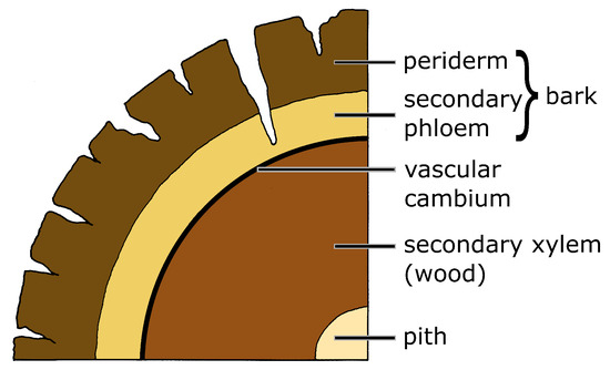 Biomimetics | Free Full-Text | Is a Forest Fire a Natural Disaster ...
