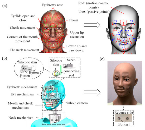 Facial Expression Realization of Humanoid Robot Head and Strain-Based Anthropomorphic Evaluation ...