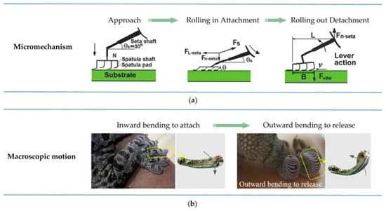 Gecko-Inspired Controllable Adhesive: Structure, Fabrication, and ...