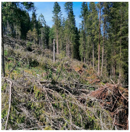 Coniferous Trees as Bioinspiration for Designing Long Reinforced ...