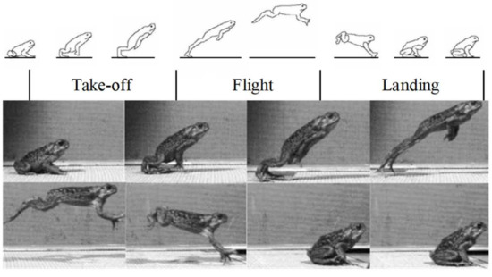 Simulation Analysis of Frog-Inspired Take-Off Performance Based on ...
