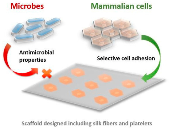 Review of Spider Silk Applications in Biomedical and Tissue Engineering