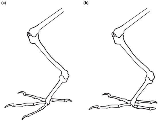 Design and Assessment of Bird-Inspired 3D-Printed Models to Evaluate ...