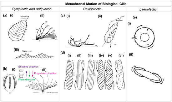 Metachronal Motion of Biological and Artificial Cilia