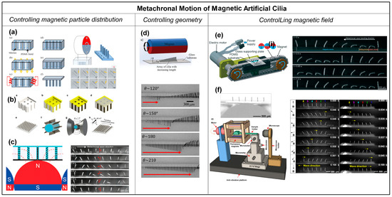 Metachronal Motion of Biological and Artificial Cilia
