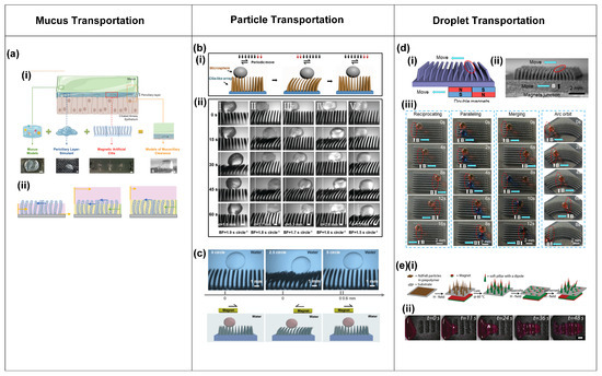 Metachronal Motion of Biological and Artificial Cilia