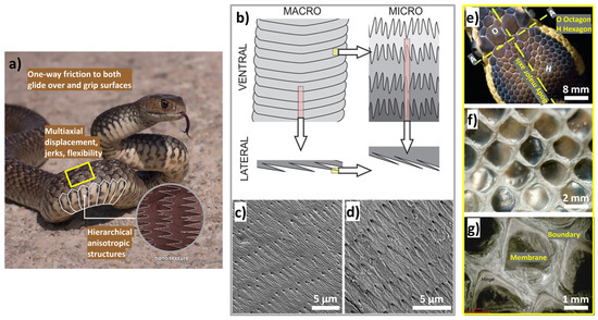 Bioinspired and Multifunctional Tribological Materials for Sliding ...