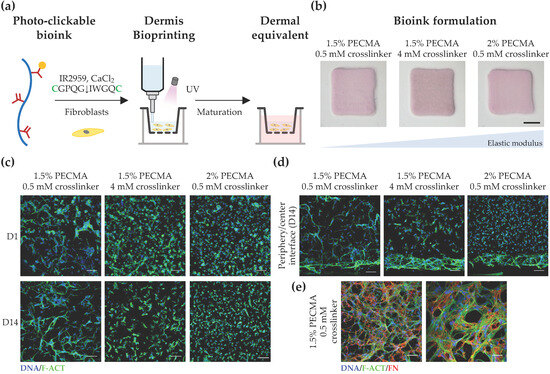 Bioinspired and Photo-Clickable Thiol-Ene Bioinks for the Extrusion Bioprinting of Mechanically ...