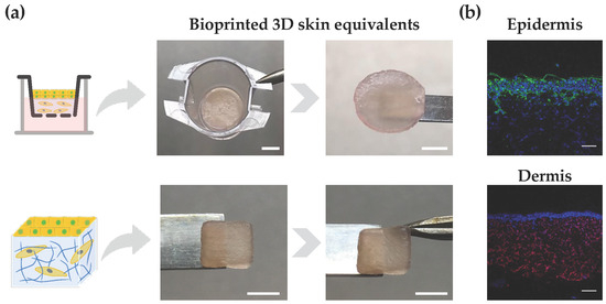Bioinspired and Photo-Clickable Thiol-Ene Bioinks for the Extrusion ...