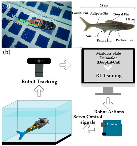 Exploring Embodied Intelligence in Soft Robotics: A Review