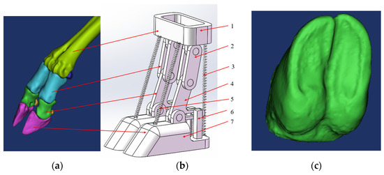 Design of Bionic Foot Inspired by the Anti-Slip Cushioning Mechanism of ...