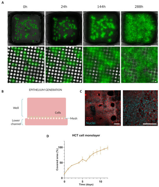 Reducing Inert Materials for Optimal Cell–Cell and Cell–Matrix ...