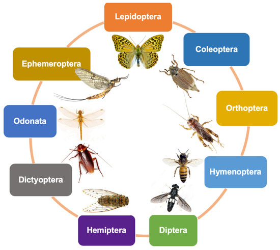 Update on Chitin and Chitosan from Insects: Sources, Production ...