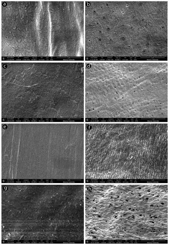 Update on Chitin and Chitosan from Insects: Sources, Production ...
