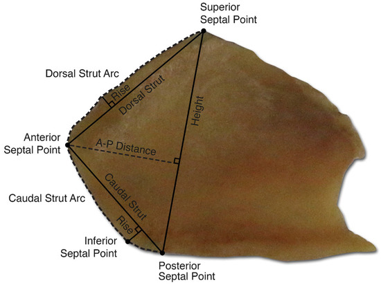 A Contemporary Review of Trachea, Nose, and Ear Cartilage ...