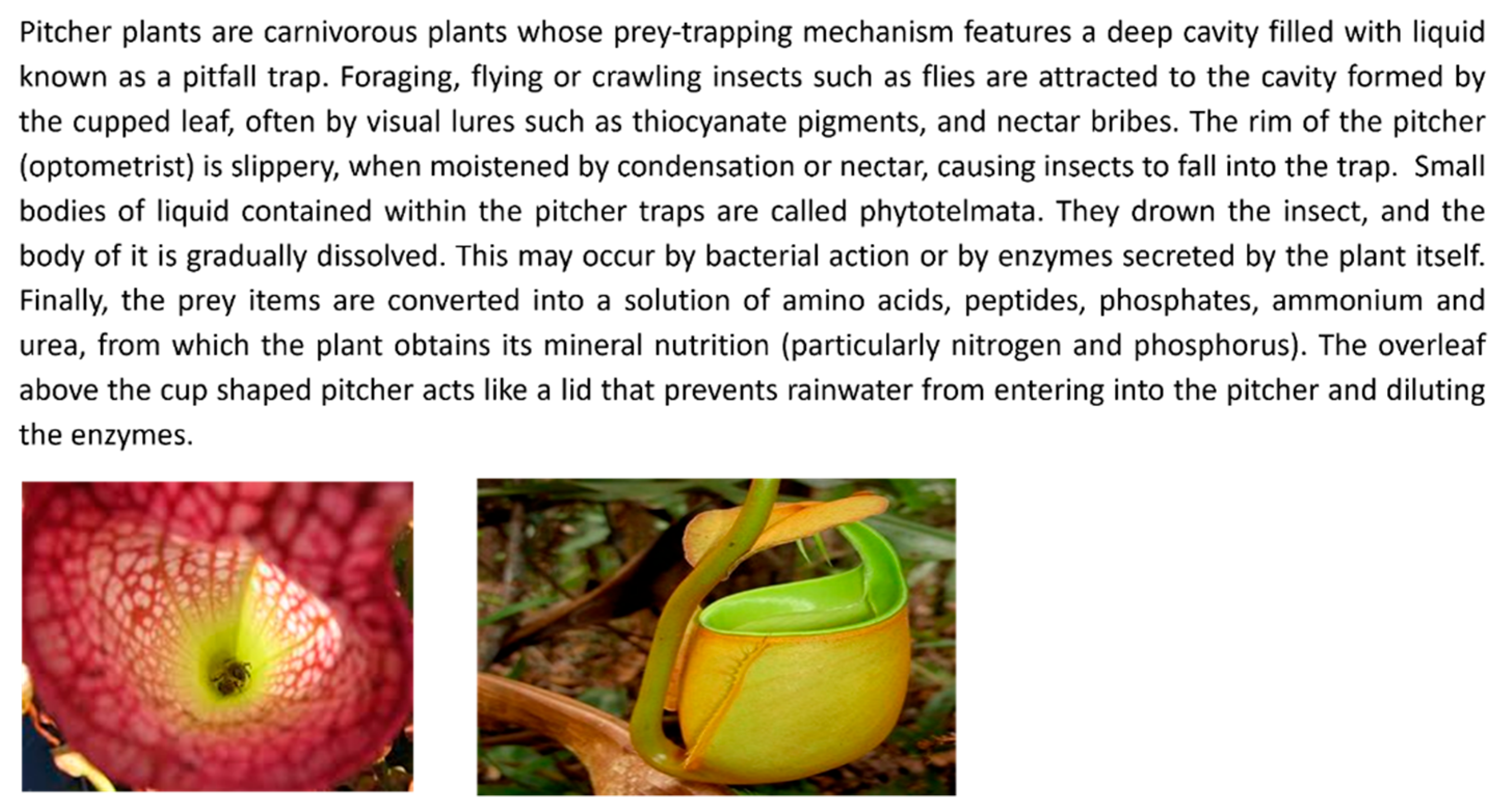 Biomimetics | Free Full-Text | Comparing Analogy-Based Methods—Bio ...