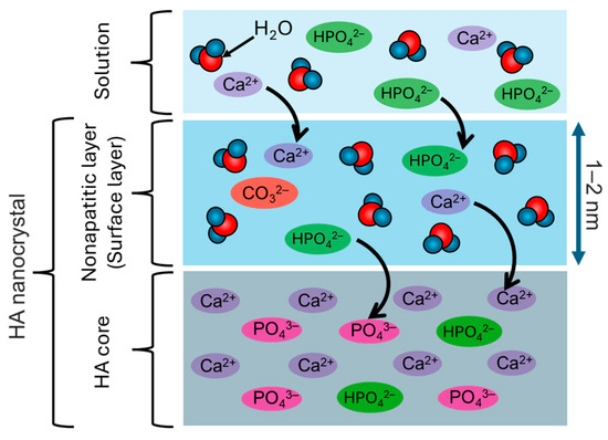 Biological Surface Layer Formation on Bioceramic Particles for Protein ...