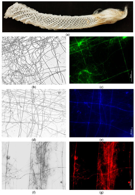 Biomimetics | Free Full-Text | Silactins and Structural Diversity of Biosilica in Sponges