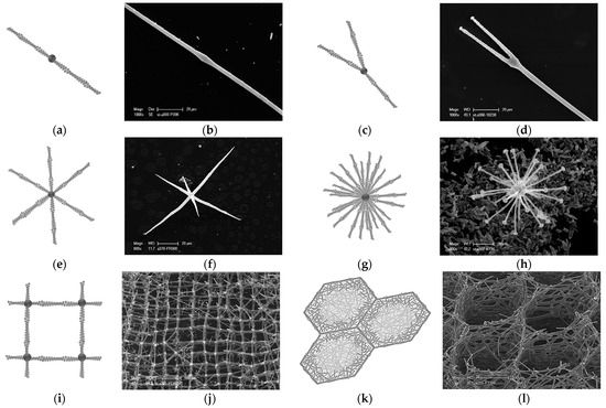 Biomimetics | Free Full-Text | Silactins and Structural Diversity of Biosilica in Sponges