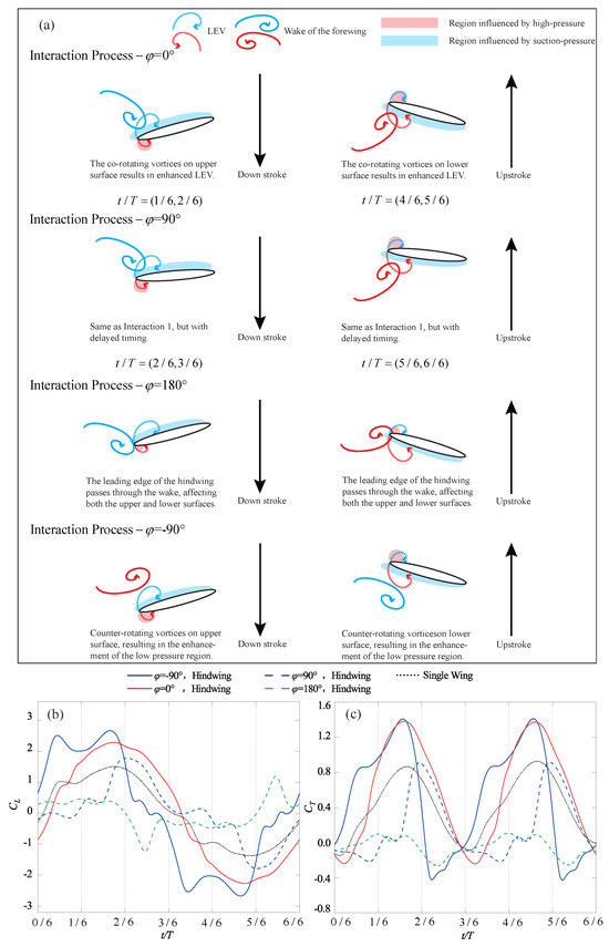 The Effect of Hindwing Trajectories on Wake–Wing Interactions in the ...